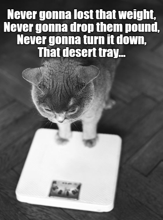 TTO Never Gonna Give You Up by Rick Astley - Lolcats - lol | cat memes ...
