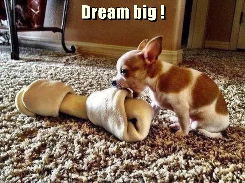 Dream big ! - I Has A Hotdog - Dog Pictures - Funny pictures of dogs ...