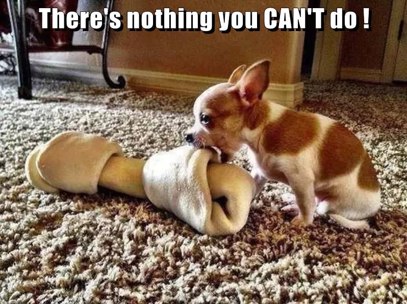 There's nothing you CAN'T do ! - I Has A Hotdog - Dog Pictures - Funny ...