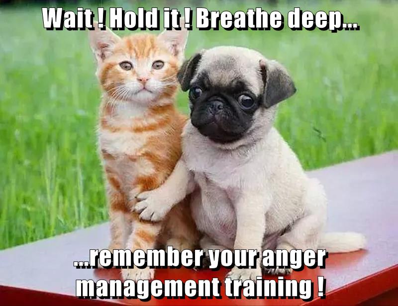 Breathe deep... - Lolcats - lol | cat memes | funny cats | funny cat ...
