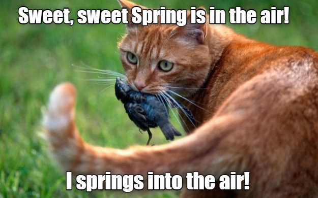 Frisky feels the season. - Lolcats - lol | cat memes | funny cats ...