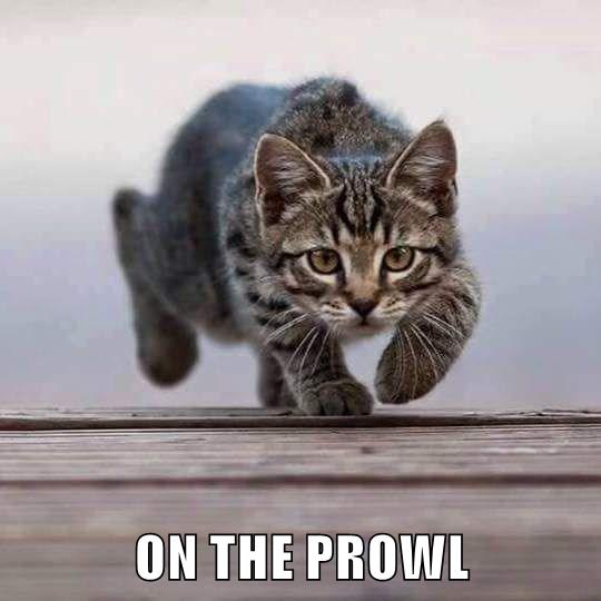 ON THE PROWL - Lolcats - lol | cat memes | funny cats | funny cat ...