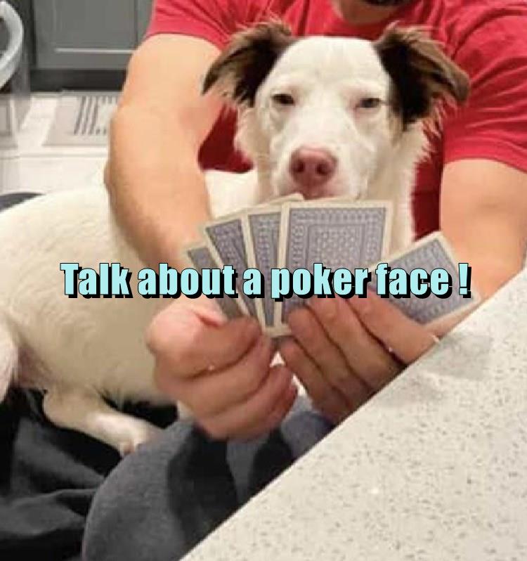 Talk about a poker face ! - I Has A Hotdog - Dog Pictures - Funny ...