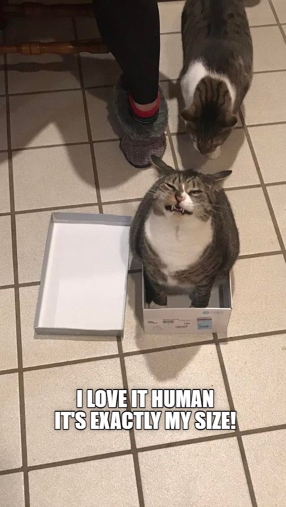 EXACTLY MY SIZE! - Lolcats - lol | cat memes | funny cats | funny cat ...