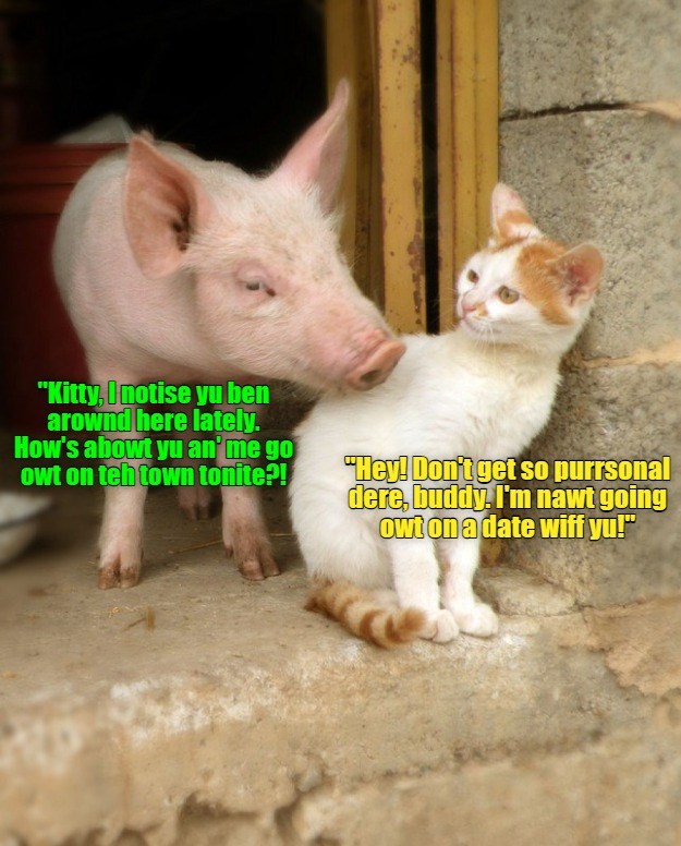 Barnyard dating -- nawt so easy.. - Lolcats - lol | cat memes | funny ...