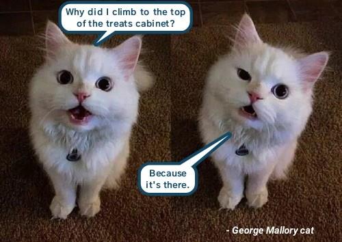George Mallory cat - Lolcats - lol | cat memes | funny cats | funny cat ...