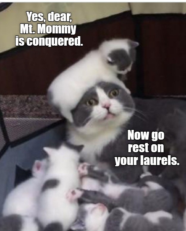 Rest, brave hero, rest. - Lolcats - lol | cat memes | funny cats ...