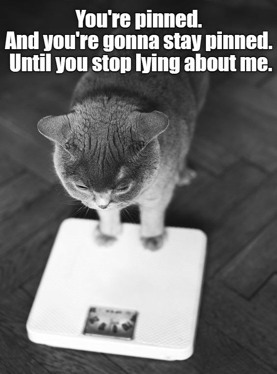 Got you now! - Lolcats - lol | cat memes | funny cats | funny cat ...