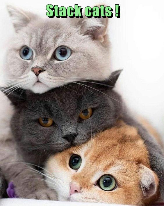 Stack cats ! - Lolcats - lol | cat memes | funny cats | funny cat ...