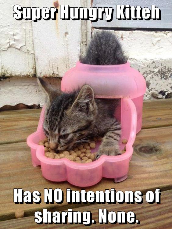 None. - Lolcats - lol | cat memes | funny cats | funny cat pictures ...