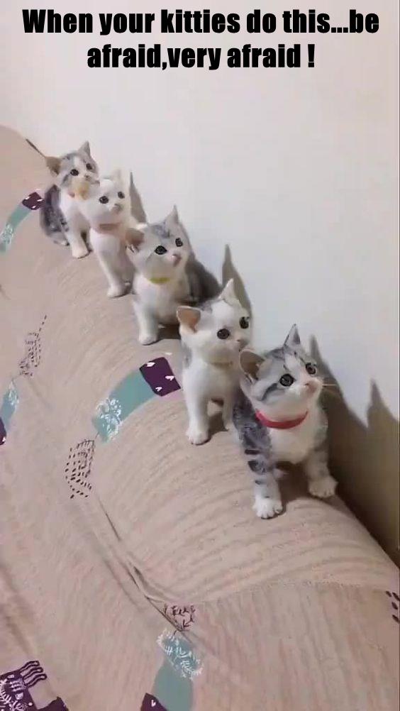 Be afraid - Lolcats - lol | cat memes | funny cats | funny cat pictures ...