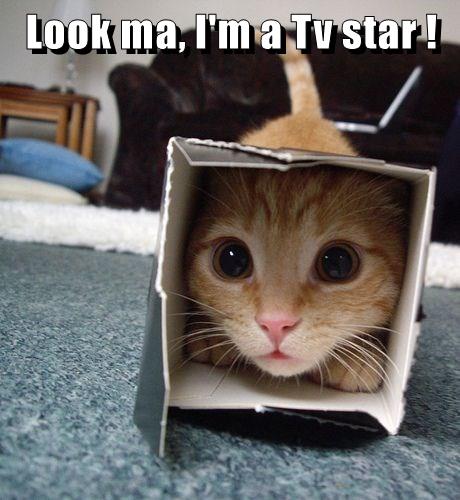 Look ma, I'm a Tv star ! - Lolcats - lol | cat memes | funny cats ...