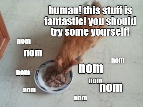 Nom - Lolcats - lol | cat memes | funny cats | funny cat pictures with ...