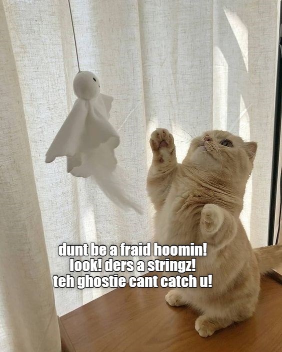 Dunt be a fraid hoomin! - Lolcats - lol | cat memes | funny cats ...