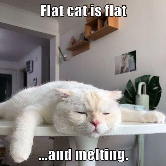 Flat - Lolcats - lol | cat memes | funny cats | funny cat pictures with ...
