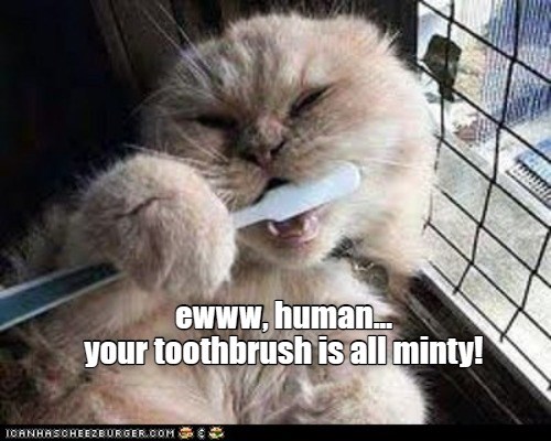 Toothpaste should be mouse flavored! - Lolcats - lol | cat memes ...