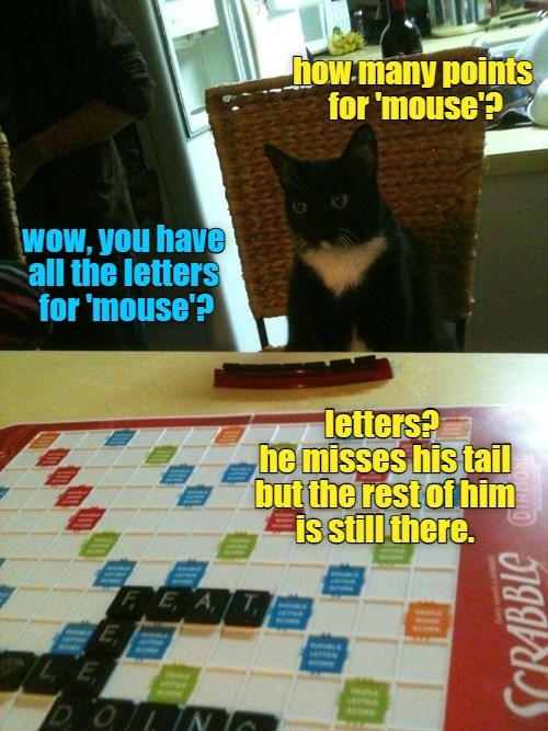 how many points for 'mouse'? - Lolcats - lol | cat memes | funny cats ...