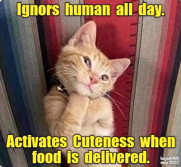 KNOWS HOW TO WORK IT - Lolcats - lol | cat memes | funny cats | funny ...