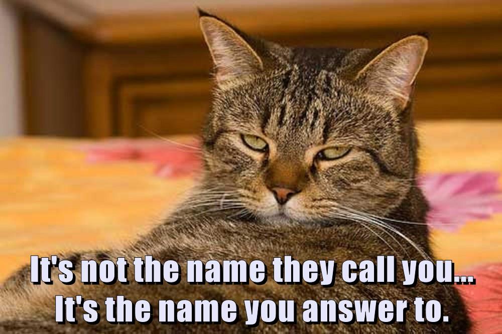 The name you answer to. - Lolcats - lol | cat memes | funny cats ...