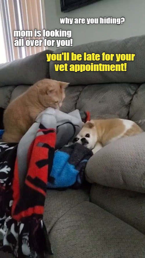 That's why I'm hiding! - Lolcats - lol | cat memes | funny cats | funny ...