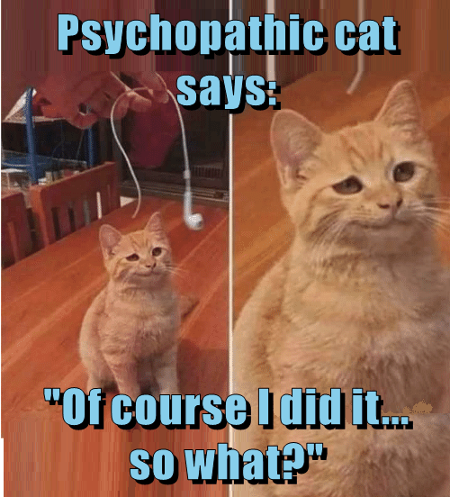 Every Cat Ever - I Can Has Cheezburger?