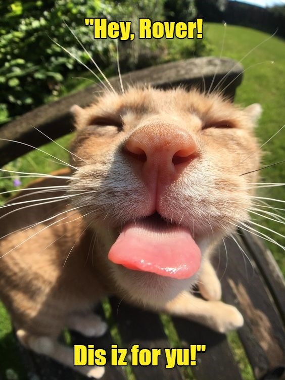 A very friendly gesture - Lolcats - lol | cat memes | funny cats ...