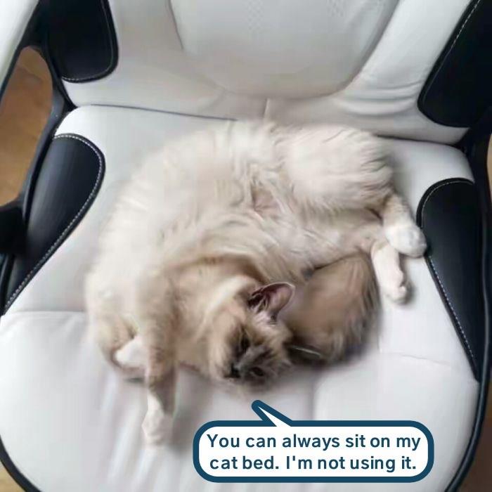 Generous - Lolcats - lol | cat memes | funny cats | funny cat pictures ...