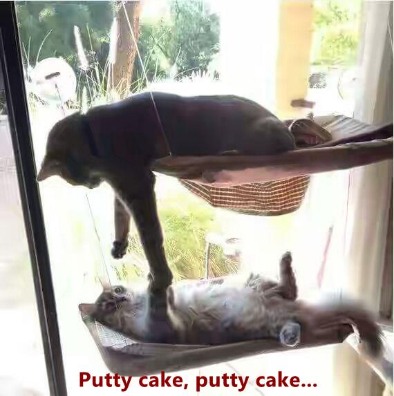 Putty cake, putty cake... - Lolcats - lol | cat memes | funny cats ...