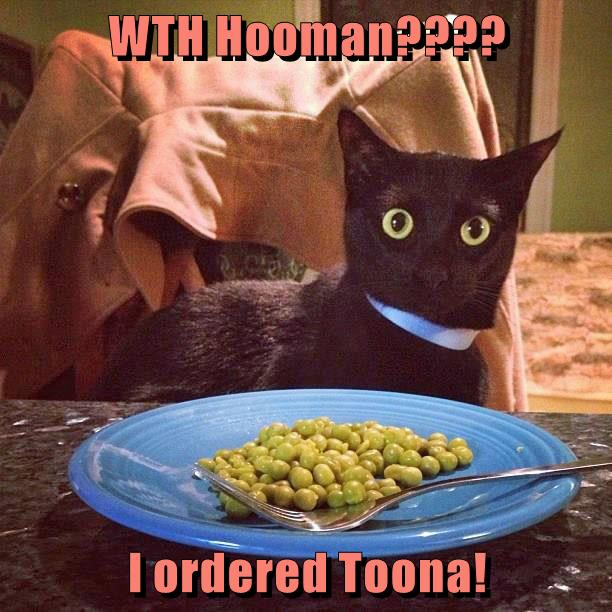 Wth Hooman Lolcats Lol Cat Memes Funny Cats Funny Cat Pictures With Words On Them