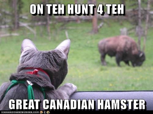 ON TEH HUNT 4 TEH GREAT CANADIAN HAMSTER - Lolcats - lol | cat memes ...