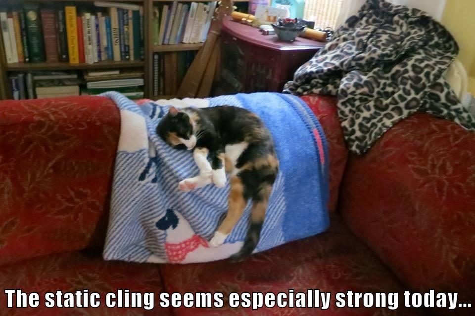The static cling seems especially strong today... - Lolcats - lol | cat ...