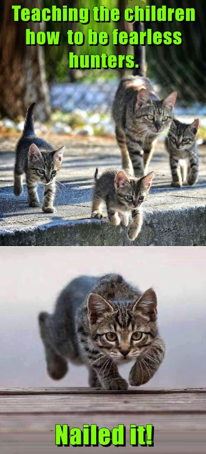 Lesson. Learned - Lolcats - lol | cat memes | funny cats | funny cat ...