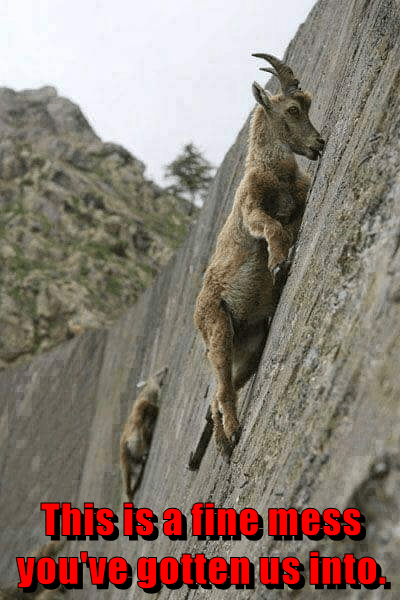 This is a fine mess you've gotten us into. - Animal Comedy - Animal ...