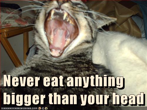 Never eat anything bigger than your head - Lolcats - lol | cat memes ...