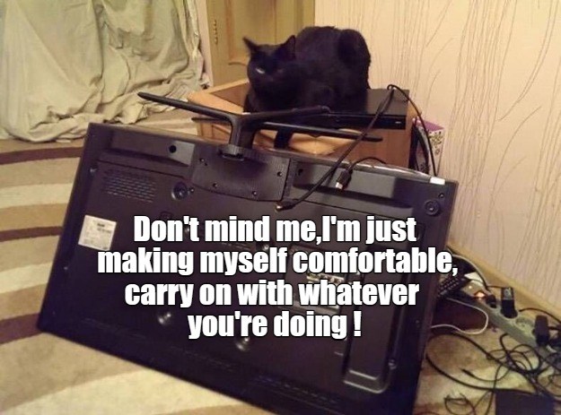 My cat,the asshole ! - Lolcats - lol | cat memes | funny cats | funny ...