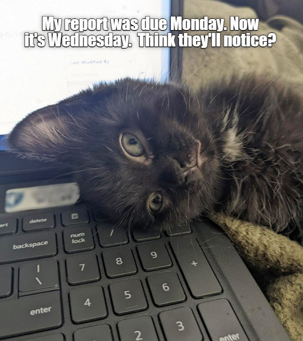 Notice - Lolcats - lol | cat memes | funny cats | funny cat pictures ...