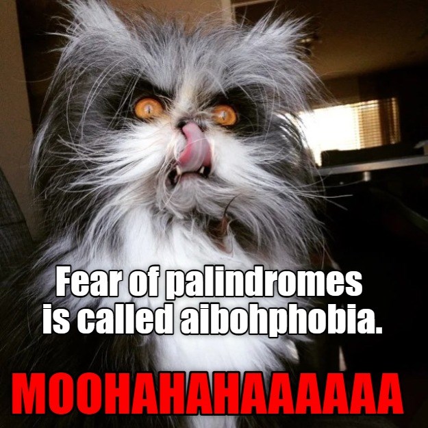 Now that's just not fair. - Lolcats - lol | cat memes | funny cats ...