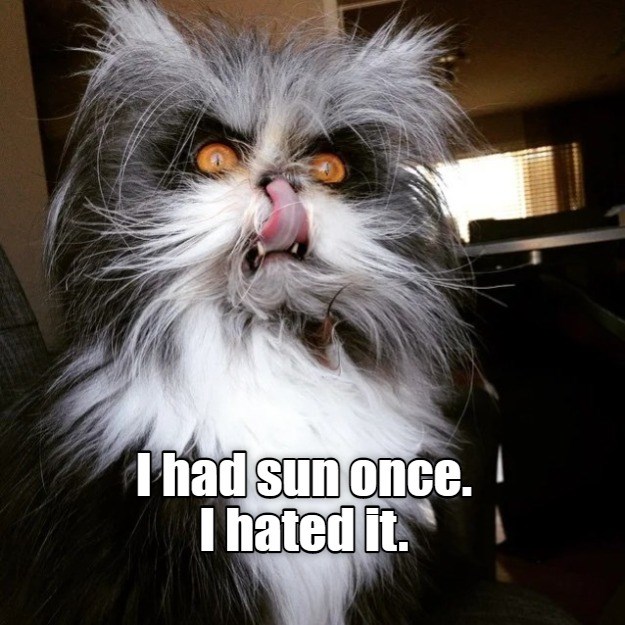 BOOOOOOOOOOOOO!!! - Lolcats - lol | cat memes | funny cats | funny cat ...