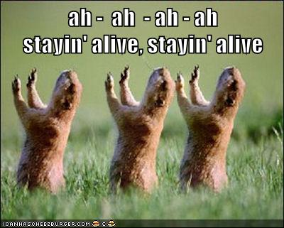 Stayin' alive - Animal Comedy - Animal Comedy, funny animals, animal gifs