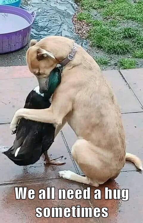 We all need a hug sometimes - I Has A Hotdog - Dog Pictures - Funny ...