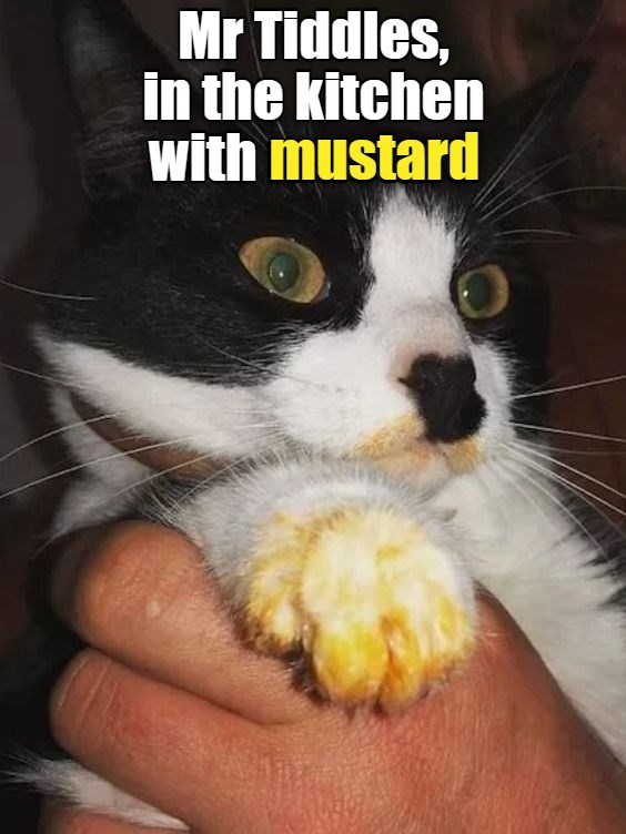 Whodunnit - Lolcats - lol | cat memes | funny cats | funny cat pictures ...