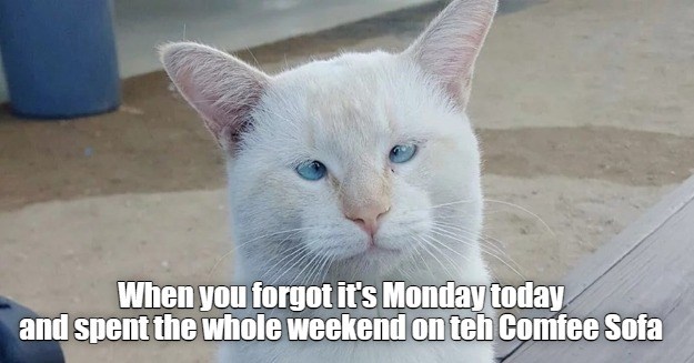It's Friday. Friday. - Lolcats - lol | cat memes | funny cats | funny ...