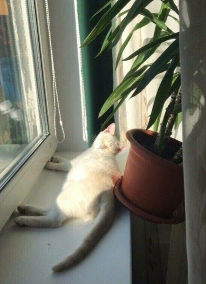 Juz Saving Yur Plant Frum Teh Sun - Lolcats - lol | cat memes | funny ...