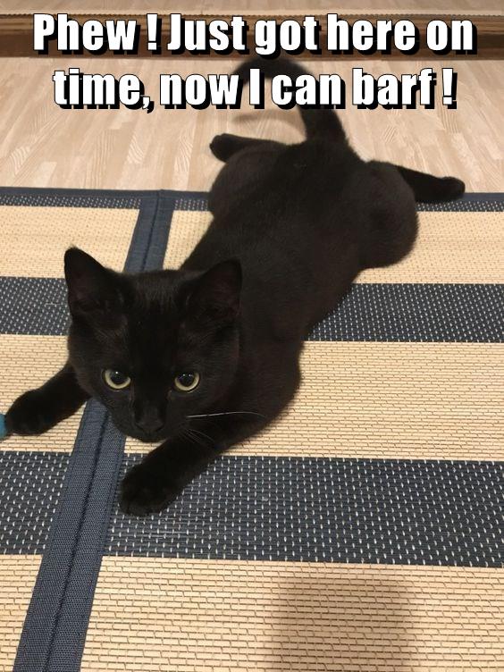 Phew ! - Lolcats - lol | cat memes | funny cats | funny cat pictures ...