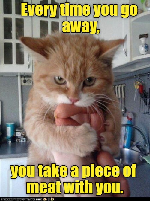 Apologies to Paul Young - Lolcats - lol | cat memes | funny cats ...