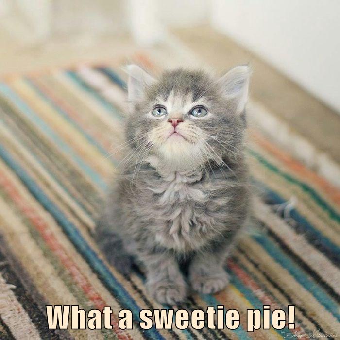 What a sweetie pie! - Lolcats - lol | cat memes | funny cats | funny ...