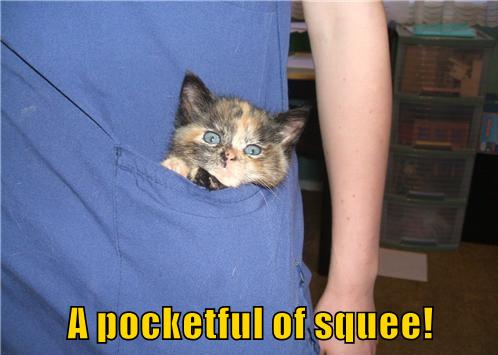 A pocketful of squee! - Lolcats - lol | cat memes | funny cats | funny ...