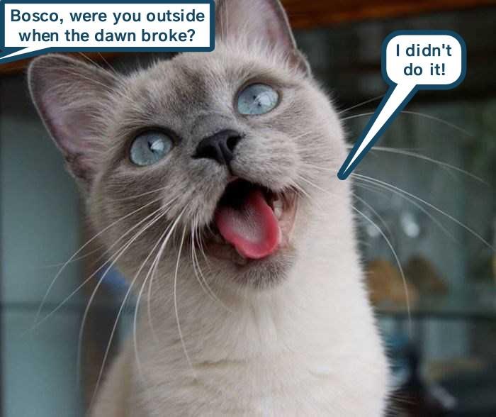 Bosco r innocent cat - Lolcats - lol | cat memes | funny cats | funny ...