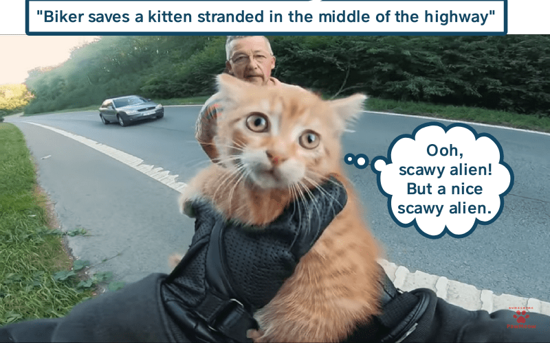 "Biker saves kitten" - Lolcats - lol | cat memes | funny cats | funny ...
