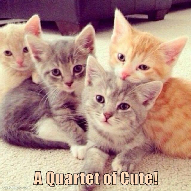 Lolcats - LOL at Funny Cat Memes - Funny cat pictures with words on ...